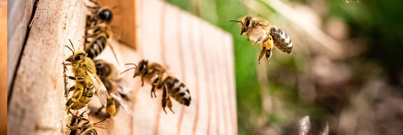Bee Removal Toronto | Pesticon Pest Control