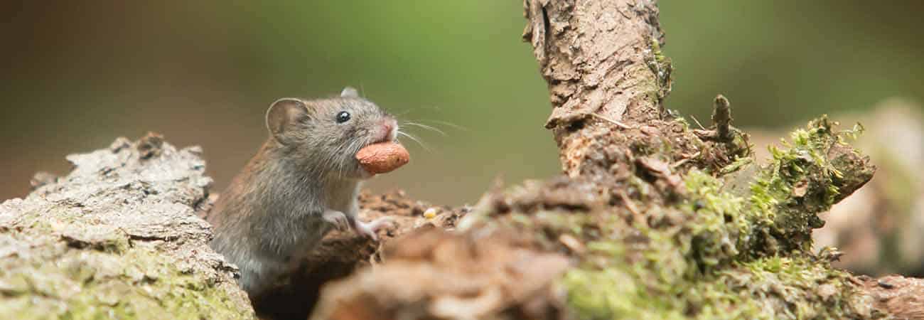 How To Get Mice Out Of Your Walls, Air Ducts And Crawl Spaces in Toronto?