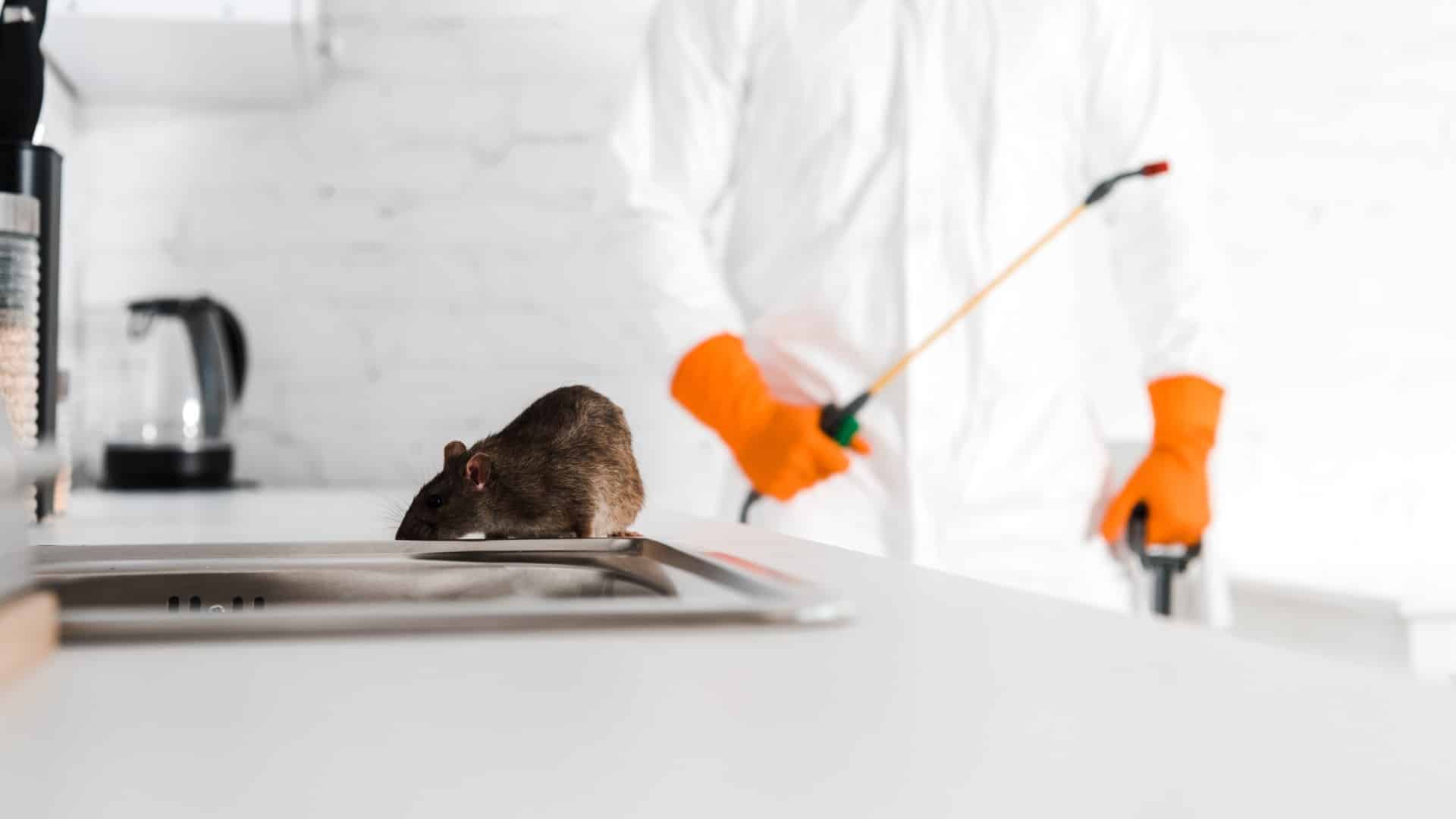Rodent Control Toronto | Pesticon Pest Control