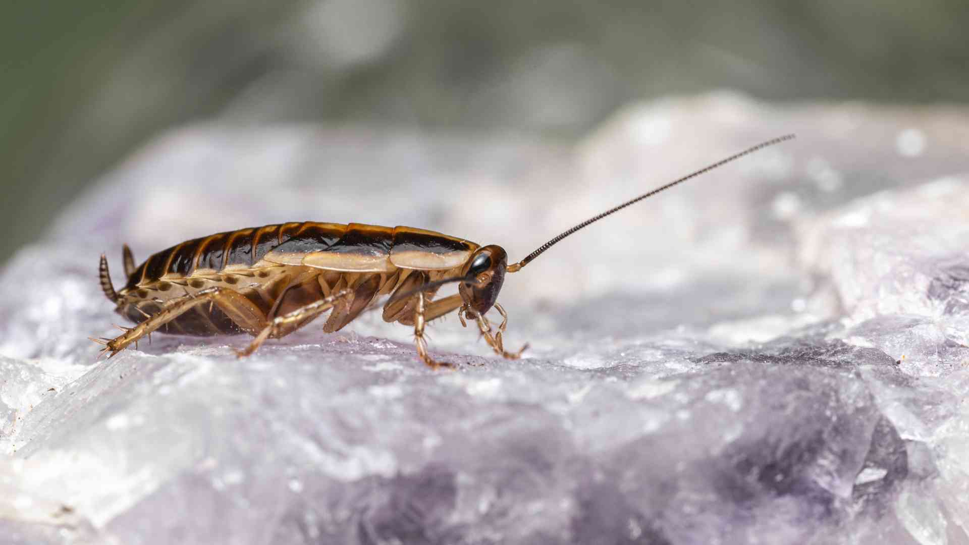The Creepy Truth About Cockroaches in Toronto: Shocking Facts You Didn ...