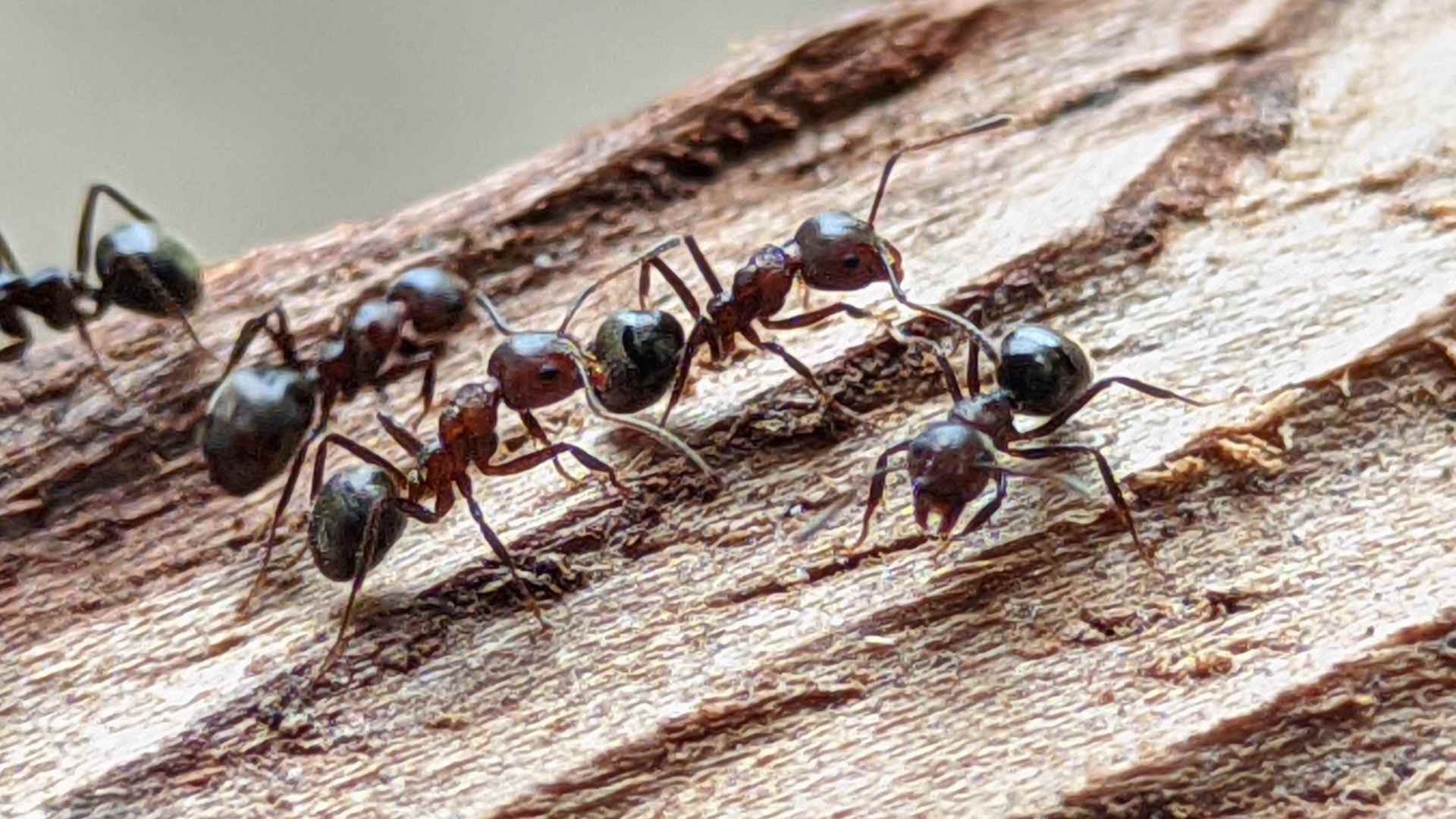 Ant Removal Archives | Pest Control Toronto | Pesticon