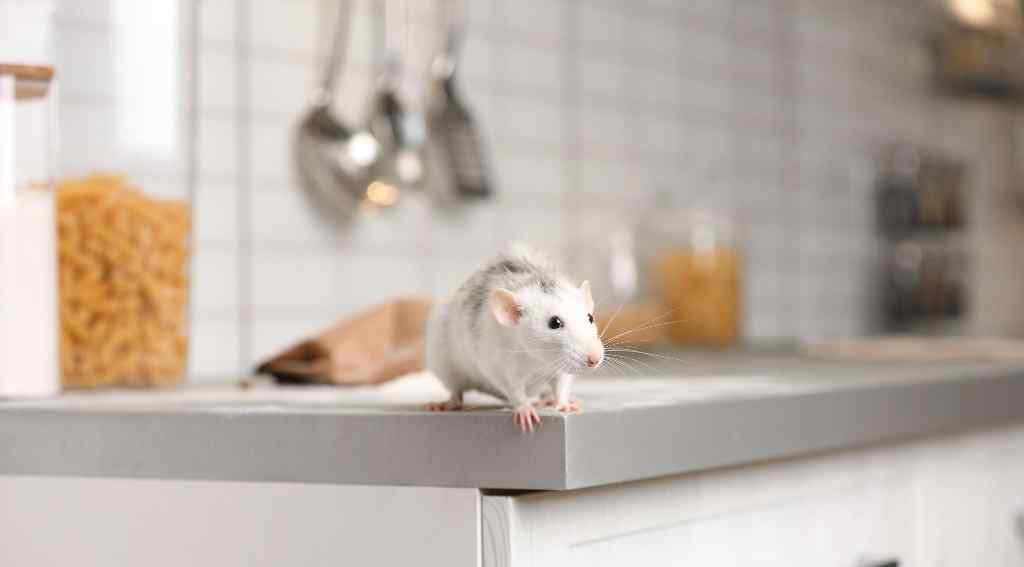 The Role of Technology in Modern Mice Control in Mississauga