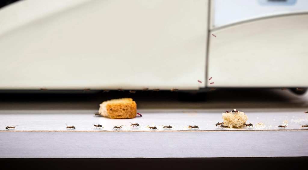 Why Ants Love Commercial Kitchens: Hidden Causes You Might Be Ignoring